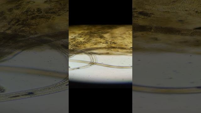 Причина проблем Скалярии