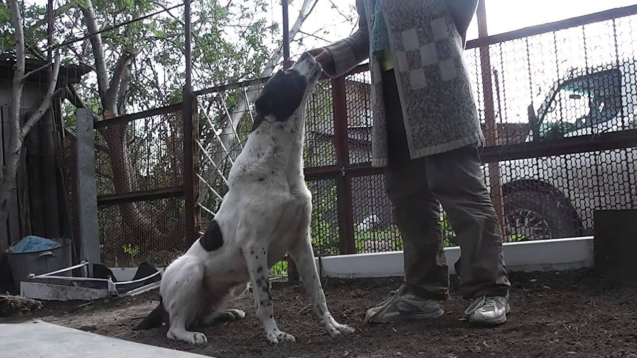 Мара  «сидеть»«лежать»