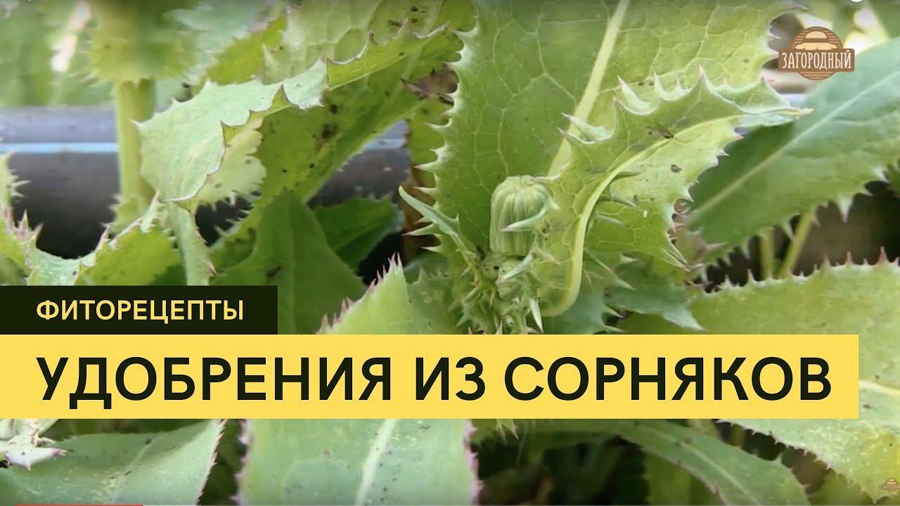 Удобрения из сорняков \ Фиторецепты