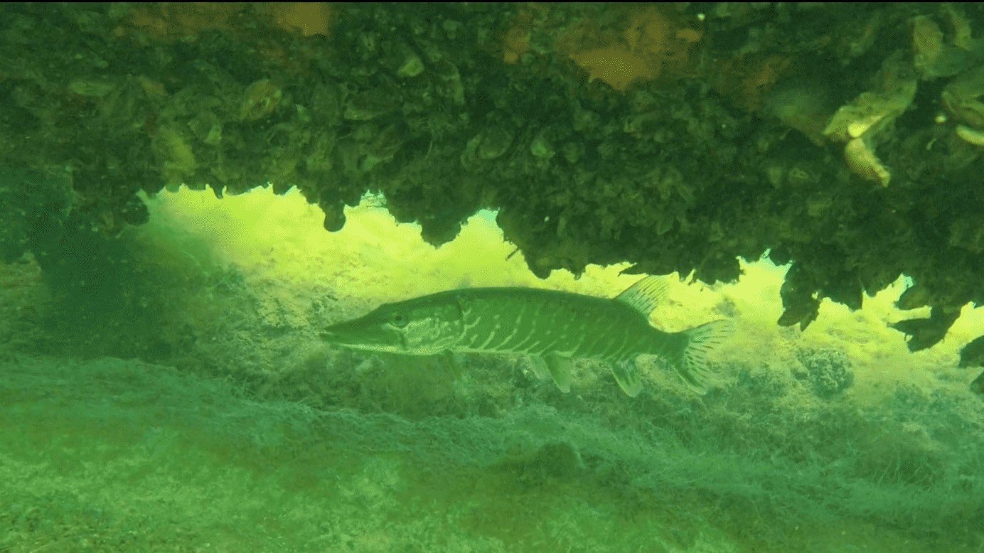 Подводная охота. Аквариум щук. Часть 2