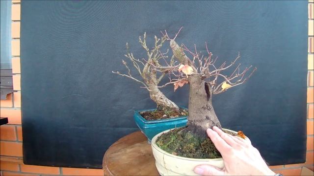 Бонсай карагана клён татарский осень2022 год Bonsai karagana tatar maple autumn