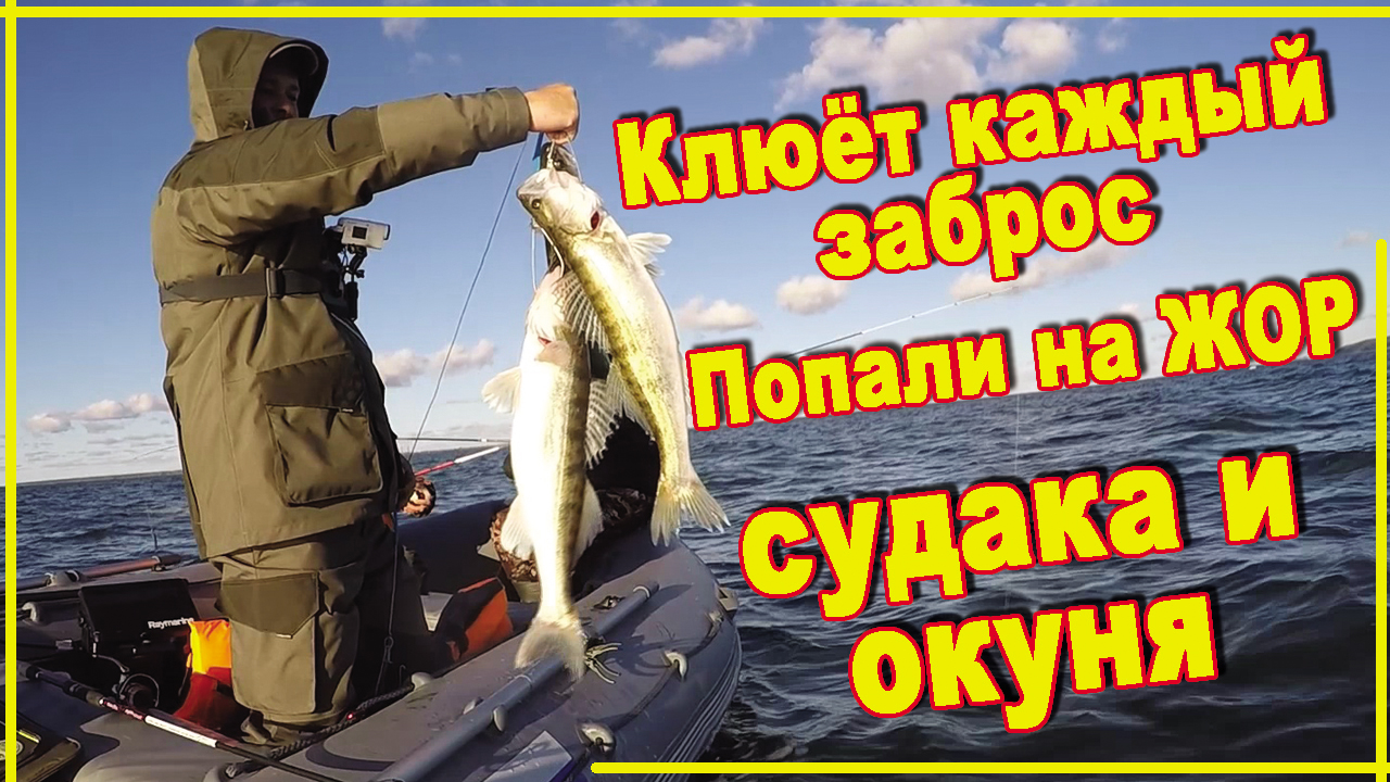 Рыбалка на калининградском заливе. Попали на жор судака и крупного окуня.