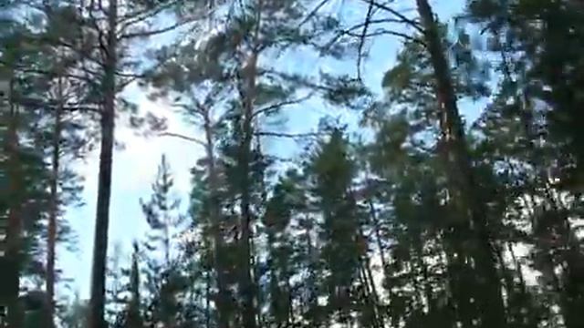 По кронам деревьев