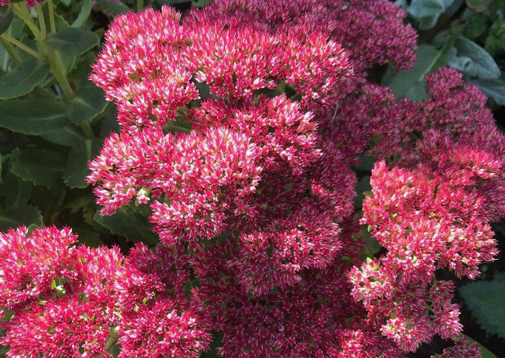 Очитник РЕЛАКС АРТ-ТЕРАПИЯ ИМПРОВИЗАЦИЯ композитор Виктор Анохин #музыка #instrumental #piano #цветы