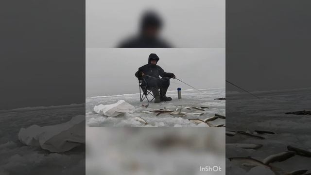 Ловля корюшки (зубаря) Камчатский край, озеро Нерпичье  2022 г.