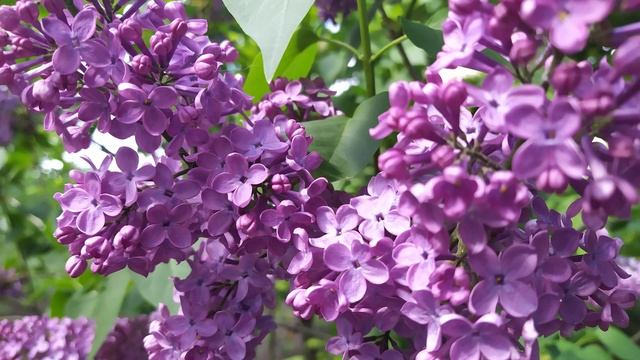 7 слов, которые наши предки боялись произносить