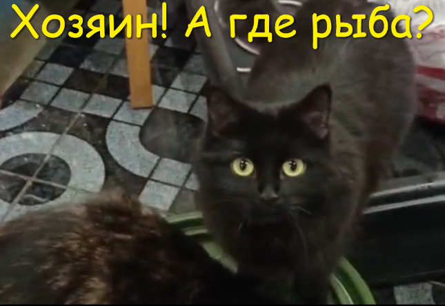 Серёга-рыбак вернулся с рыбалки. Как его встретили кошки!.