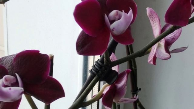 Вальс орхидей.Чудесные орхидеи и их растущие корни