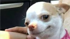 Смешные и Забавные Домашние Питомцы | Котики и Собачки | ОРИГИНАЛЬНЫЙ ЗВУК