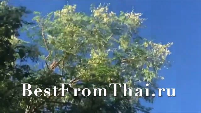 Полезные свойства моринги