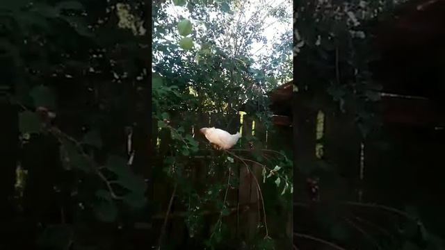 Ну и чудо птичка!!!