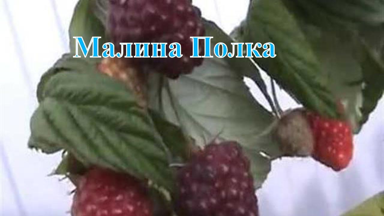 Малина Полка