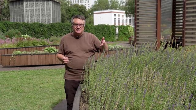 Иссоп - царский аромат!