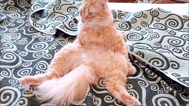 Рыжий кот Барсик играет с мешочком и готовится ко сну