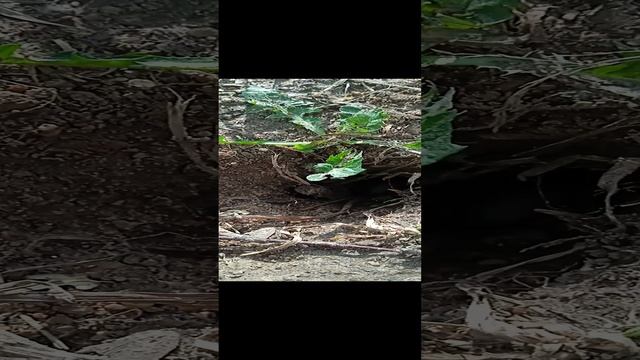 я нашёл наверное редкого жука