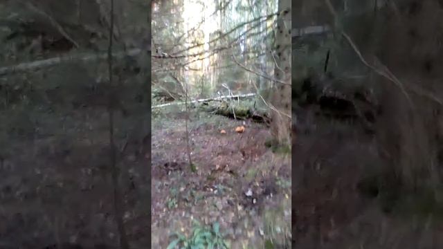 Урожай грибов подосиновики#грибной