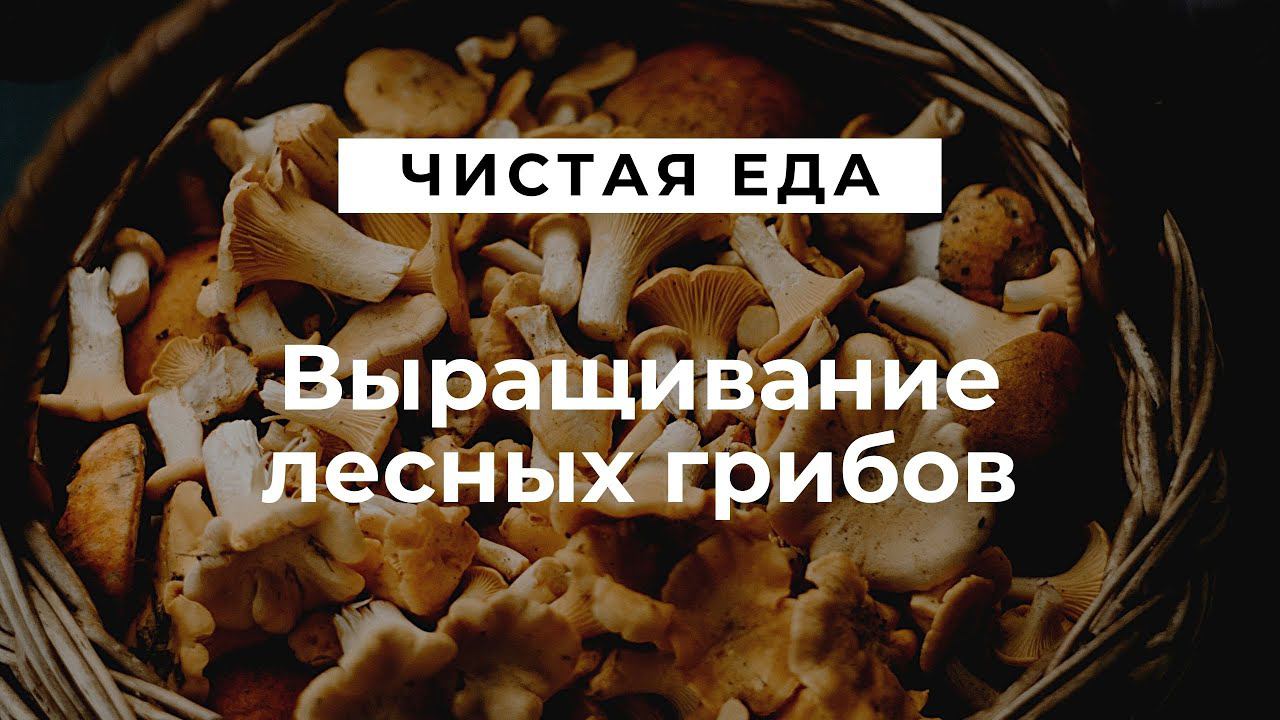Выращивание лесных грибов // Читая еда