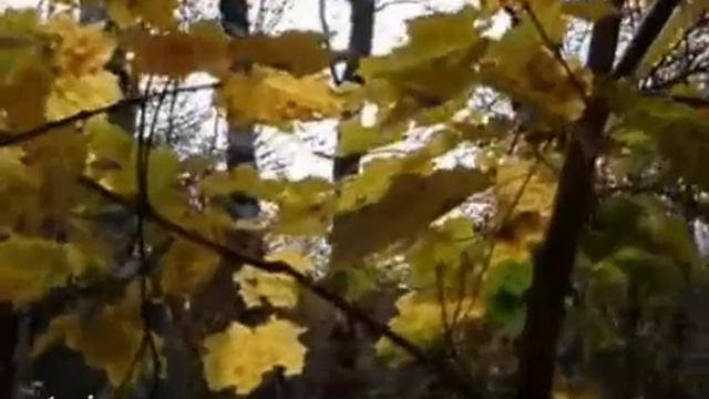 Жёлтый клён