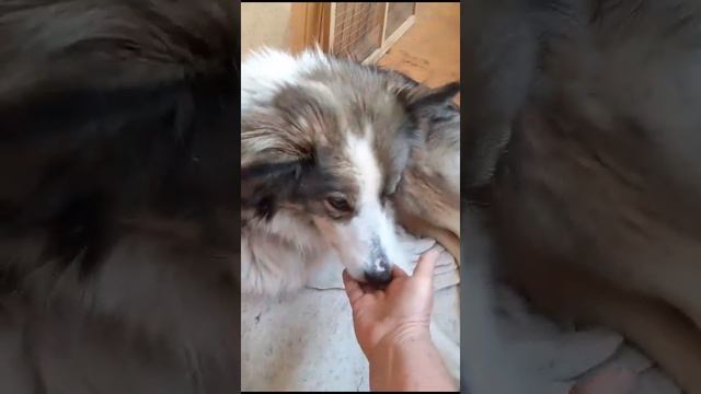 28 декабря 2023 Набережные Челны
Собакен Алиса