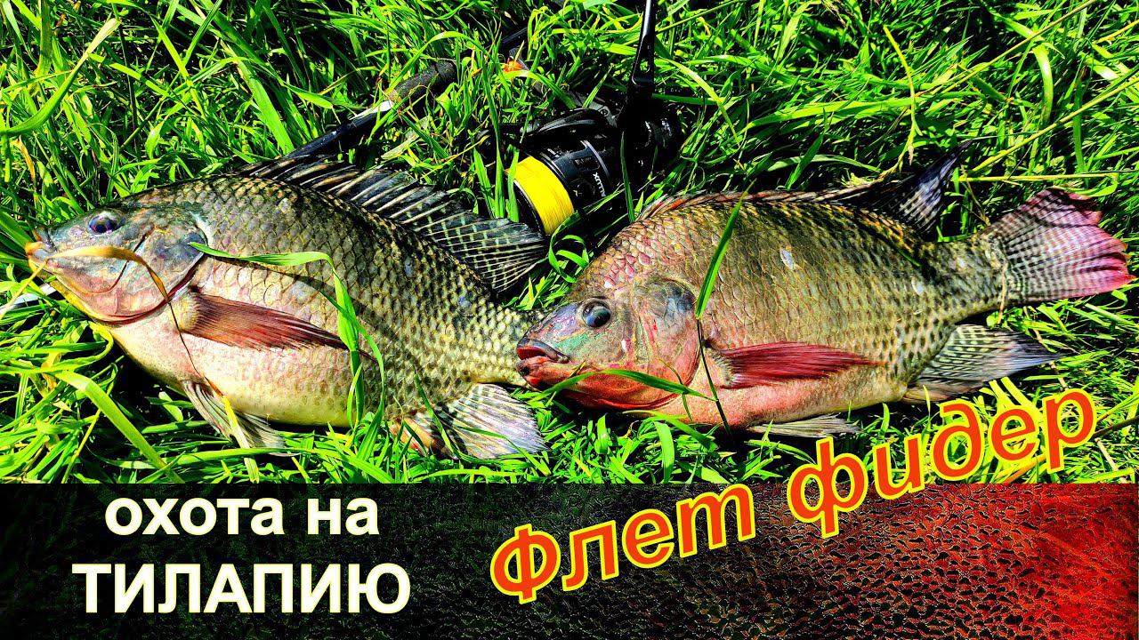 Ловим крупную ТИЛАПИЮ