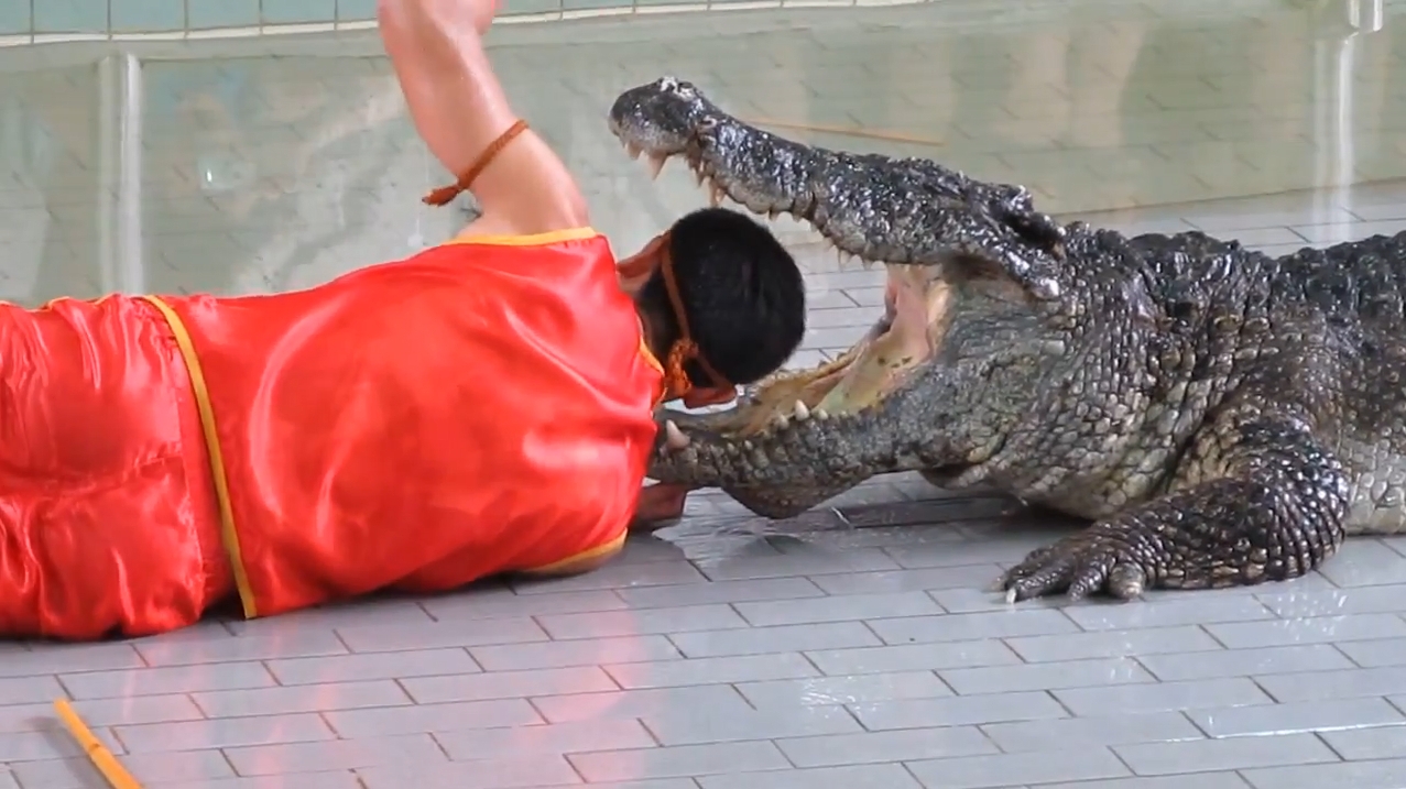 Шоу крокодилов в Паттайе  Таиланд Паттайя