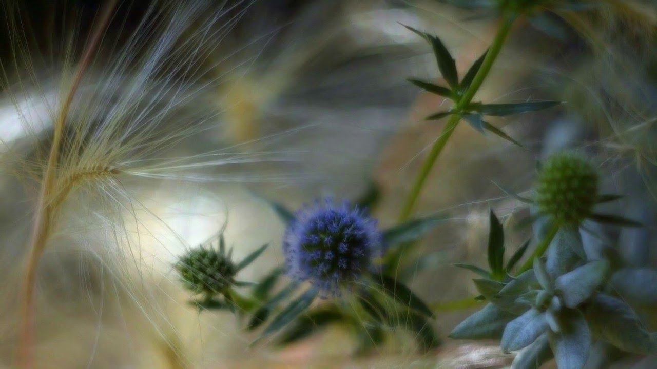 Цветомузыка Надежды