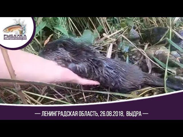 Выдра Ленинградская область