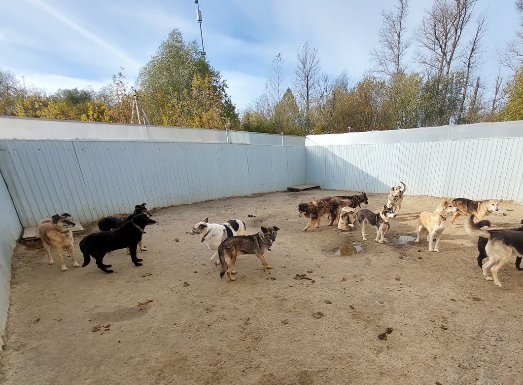 нужна помощь в покупке корма для этих пЕнсионеров. СБ 4276160974256738 (тел.8-909-671-94-17)