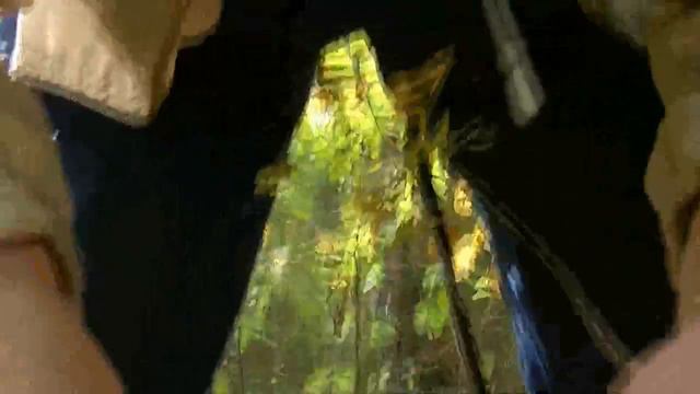 Закружили нас грибы