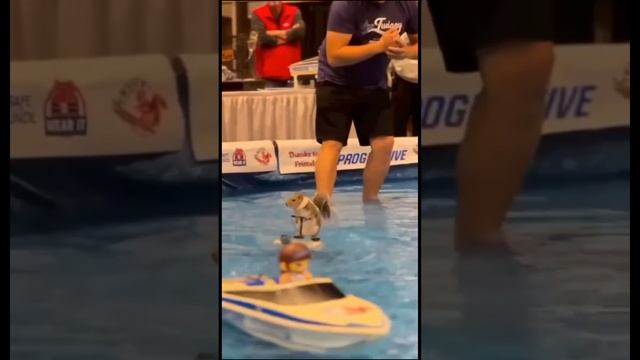 соревнование белочек