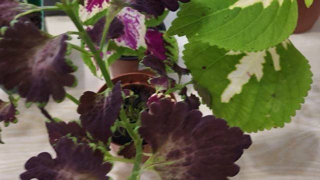 Колеусы Новые сорта Выращивание Уход