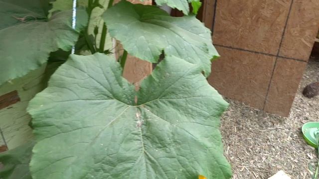 События на американском дворике.avi