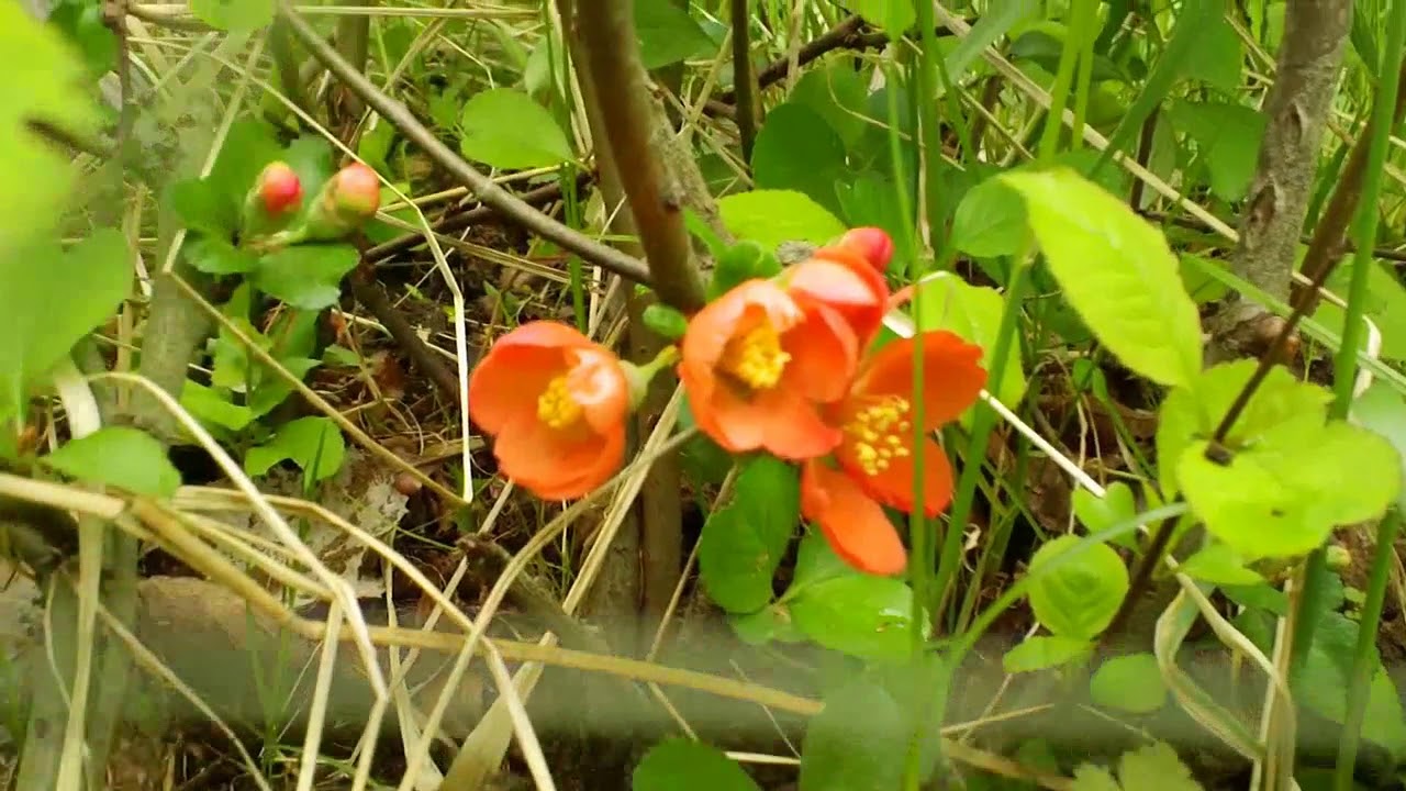 12  Айва.  Дачные картинки 2018