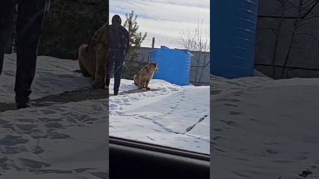 Лев в Саратове, после нападения на девочку поехал в зооцентр Дино в Волгоград