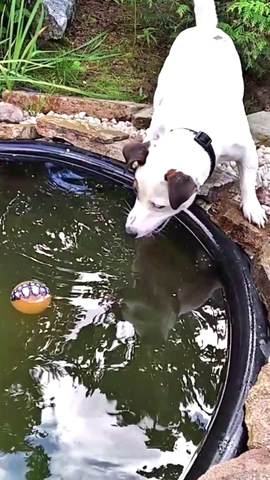 Без труда не вытащишь и мячик из пруда. Неутомимый джек-рассел