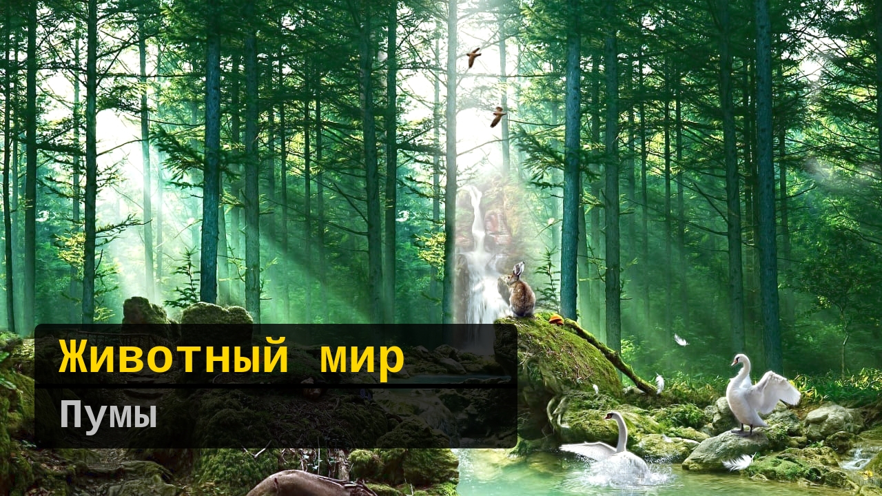 Животный мир. Пумы