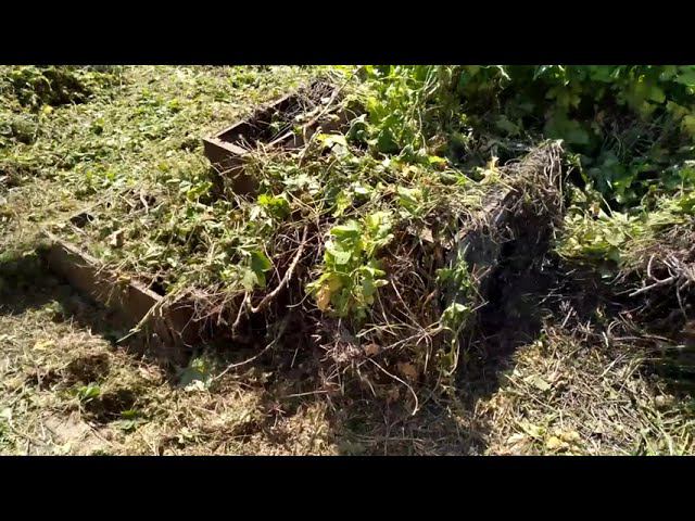 Покос Хмели-сунели триммером Stihl FS450, полный обзор / Mowing Hops-suneli trimmer Stihl FS450