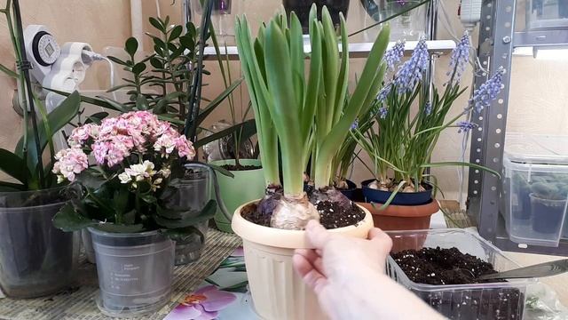 ГИАЦИНТ в горшке! Как сохранить луковицы после цветения?