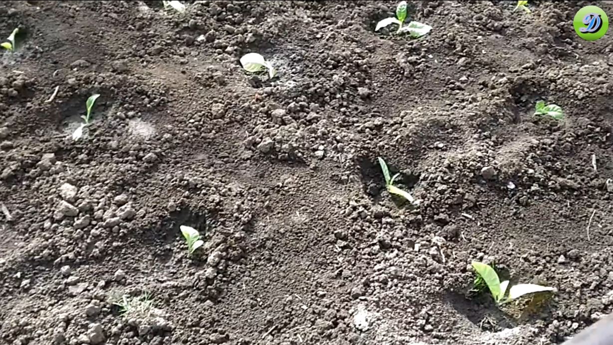 Высадил рассаду.