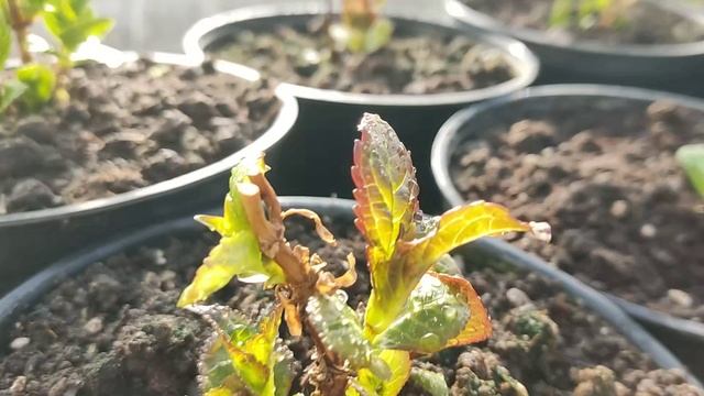 Крупнолистные гортензии проснулись. Теплица и открытый грунт. Обзор 25 февраля