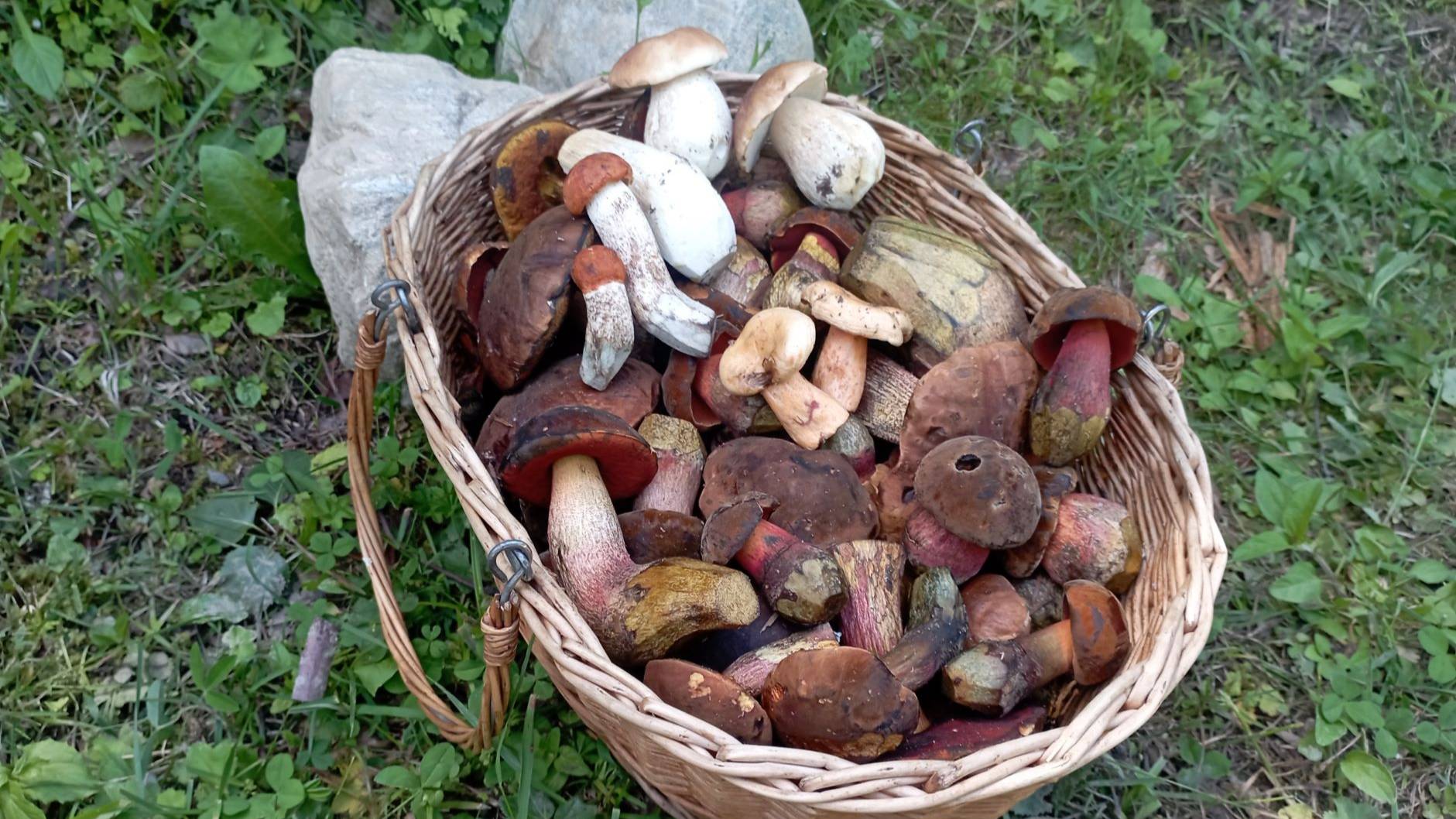 ГРИБНЫЕ РАДОСТИ! По грибы 23 июня 2024 года.