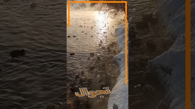 Помоги диким уткам! #shorts