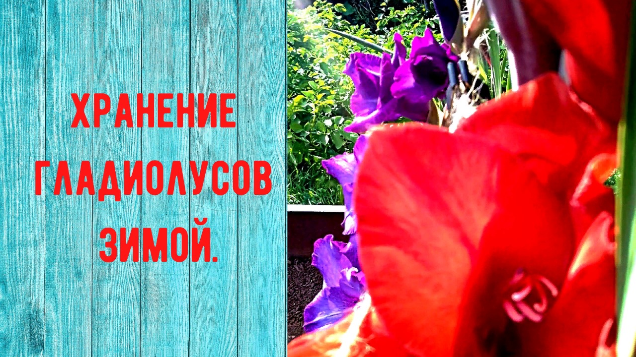Как сохранить гладиолусы зимой. Все этапы.