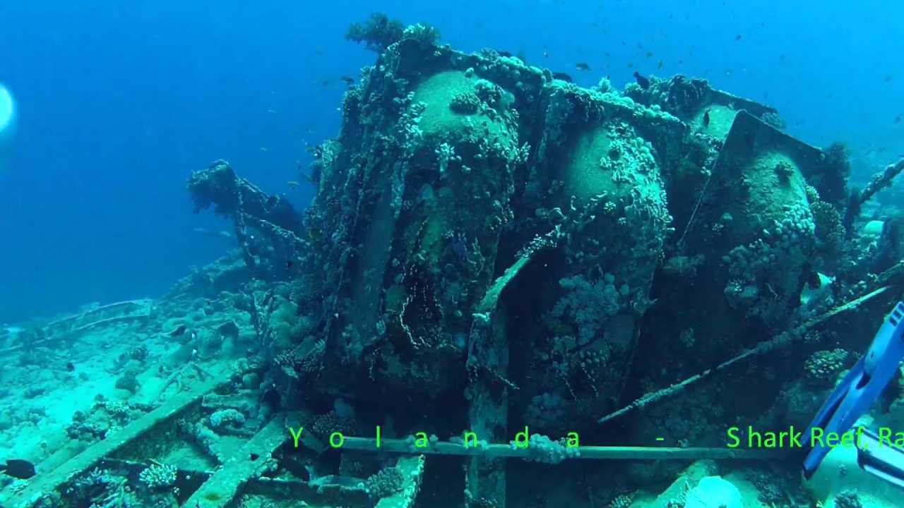 Yolanda - Shark Reef