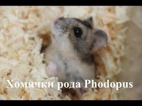 Основные подходы к созданию криобанка эмбрионов и гамет хомячков рода Phodopus