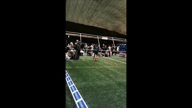 Кайяни, Финляндия, выставка собак 2019, пиренейские овчарки