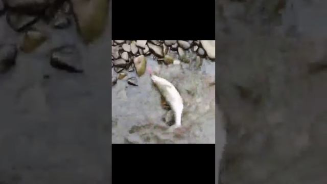 Ловля симы и горбуши на воблер 55 мм (6,2 гр) от Mr. Musurok #shorts