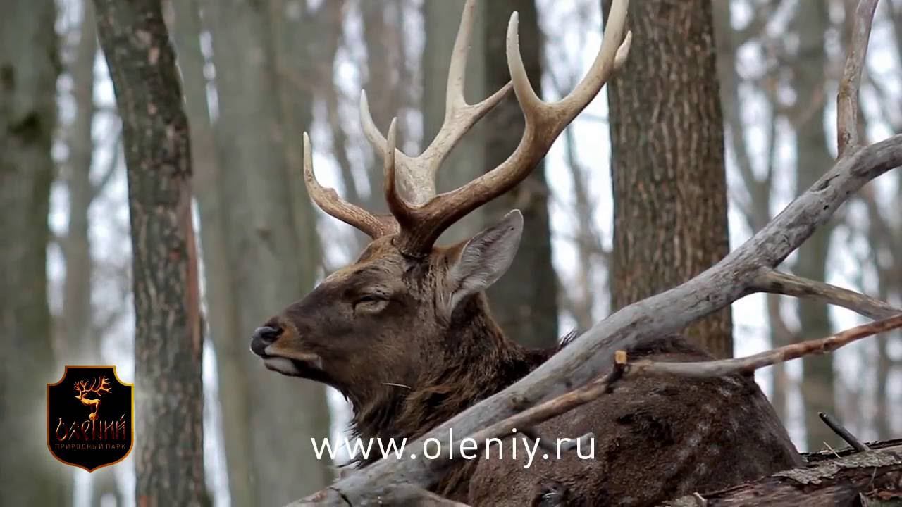 Природный парк "Олений"
