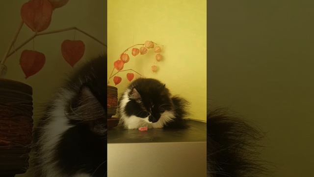 Слишком большой кусок для кошки).