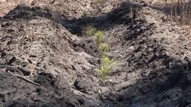 Посадка леса. Апрель 2011 год.